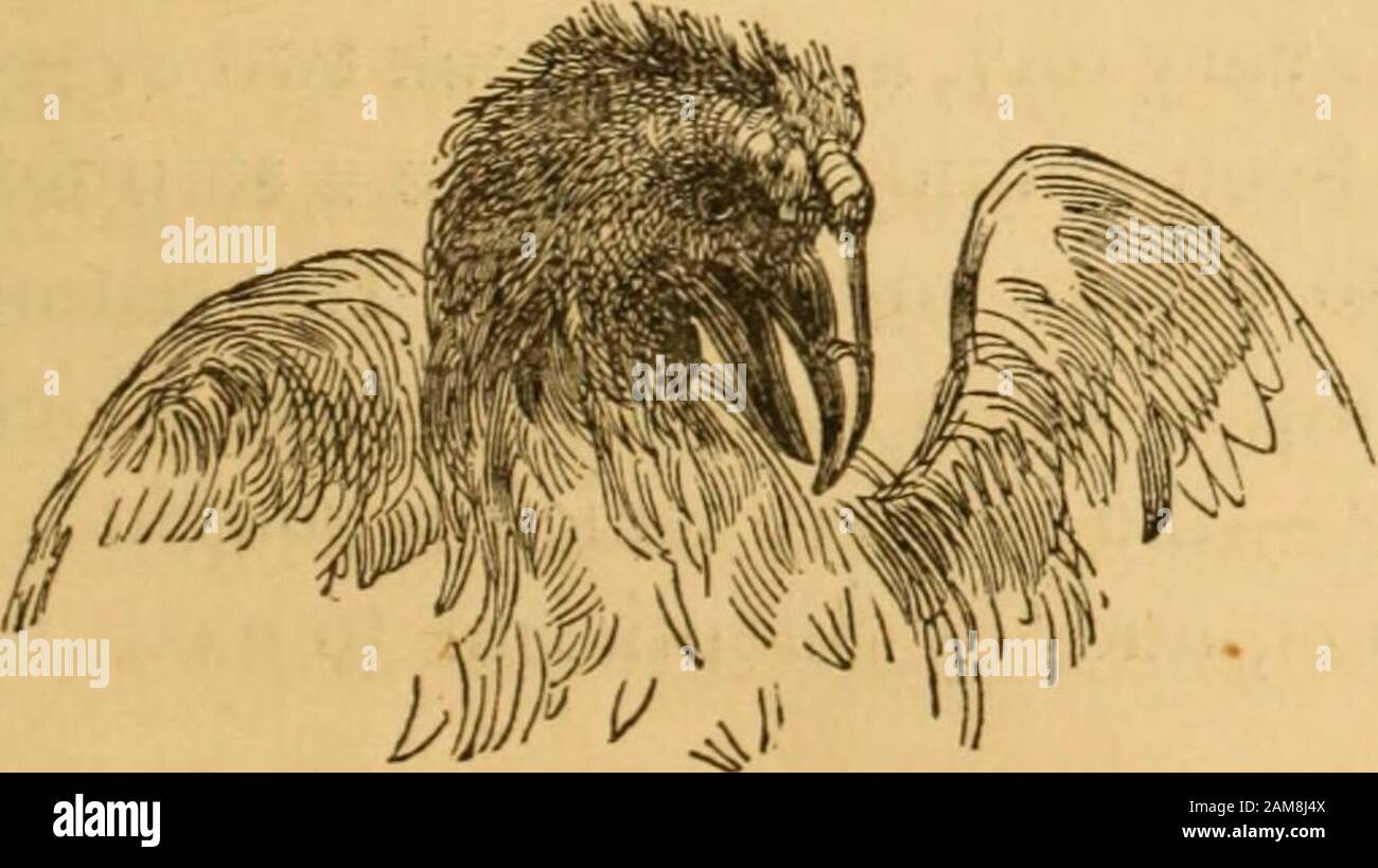 Scavenger men hi-res stock photography and images - Alamy