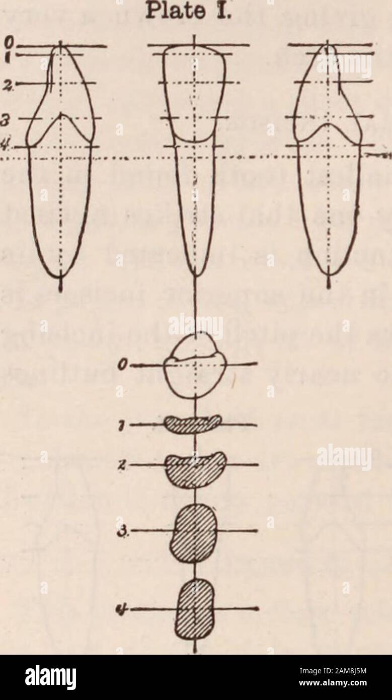 Labial superior hi-res stock photography and images - Alamy