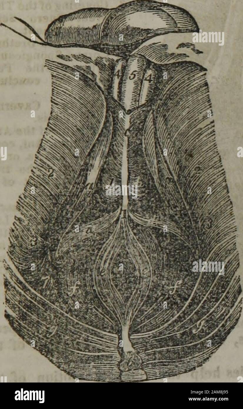 Porneiopathology : a popular treatise on venereal and other diseases of ...