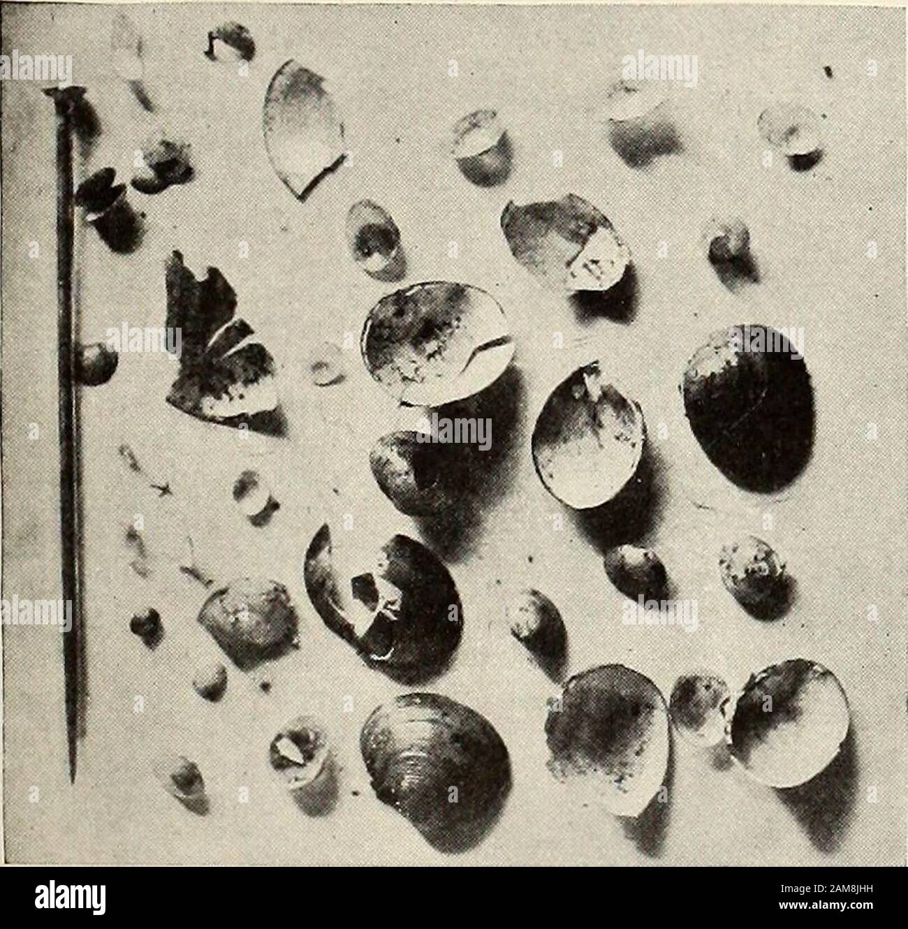 StNicholas [serial] . nsists oftwo small ear-like or shell-like ...