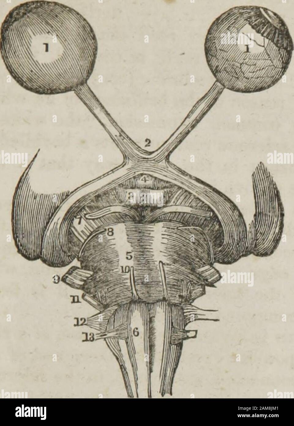 Anatomy and physiology : designed for academies and families . thers ...