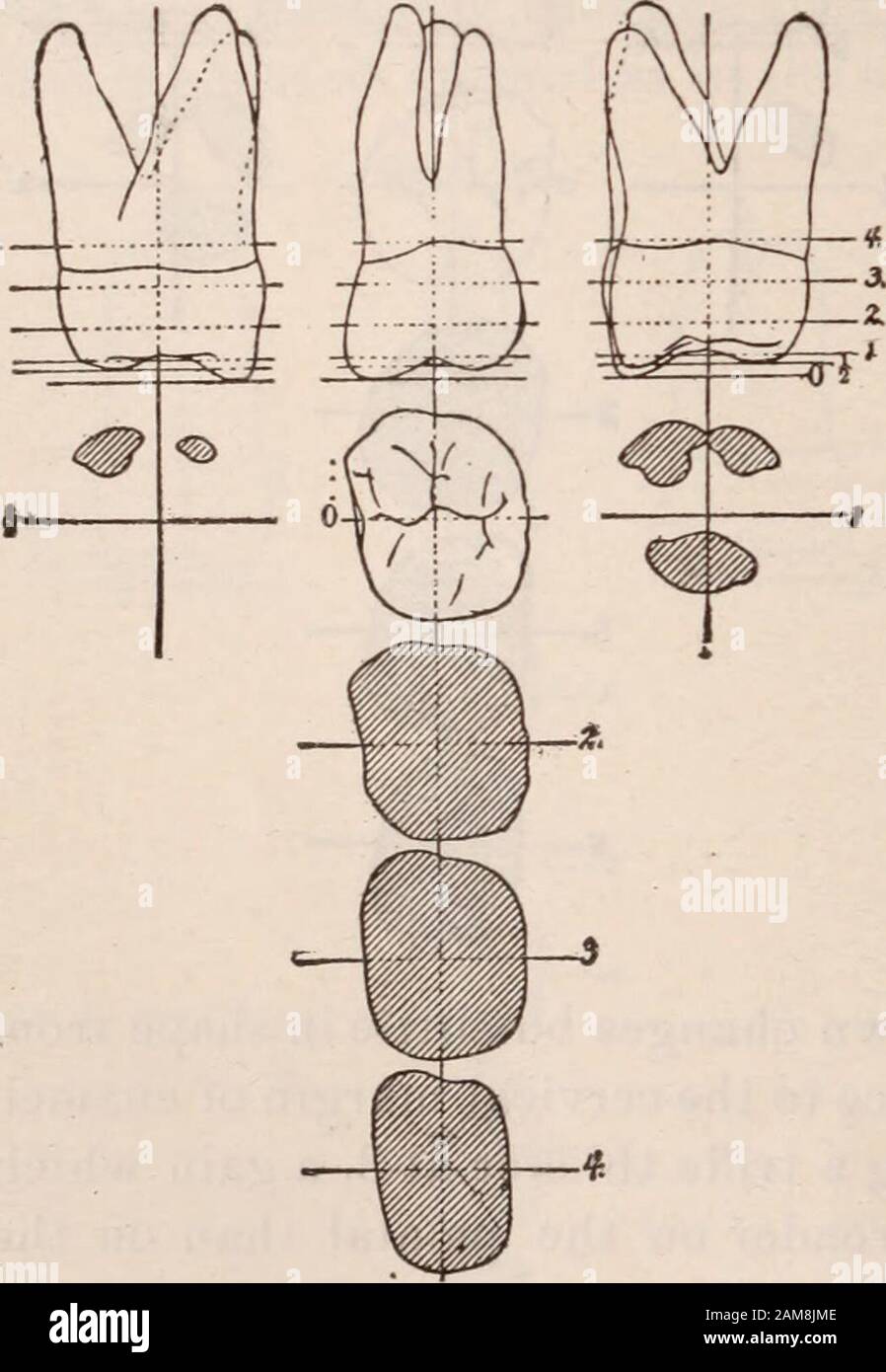 Tooth thickness hi-res stock photography and images - Alamy
