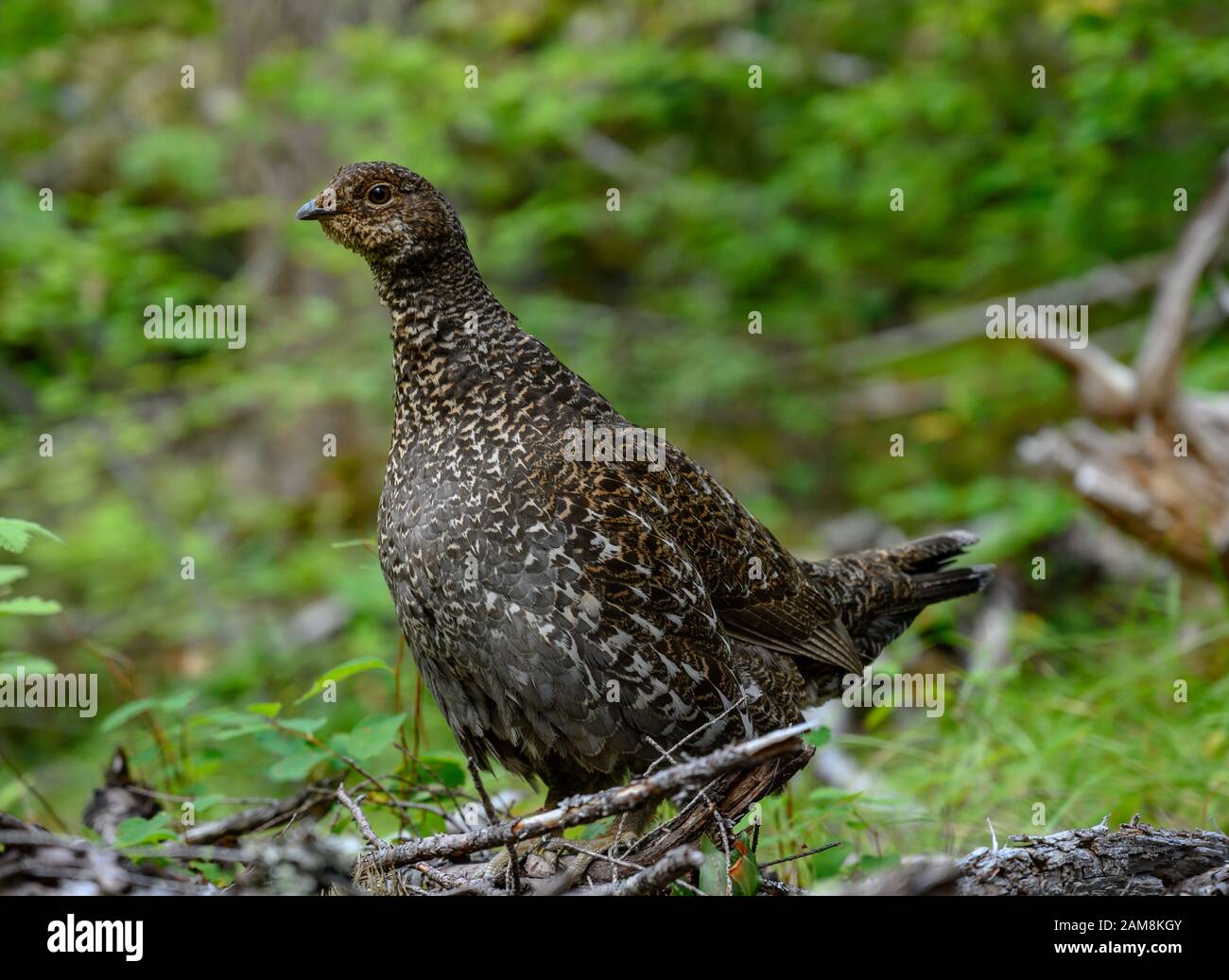 Grouse in profile hi-res stock photography and images - Alamy