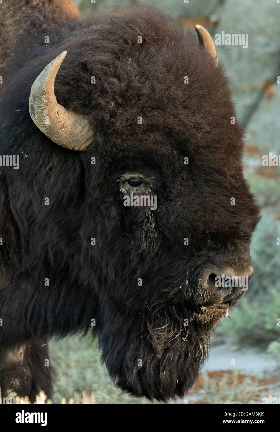 Profile of Bison Head Stock Photo - Alamy