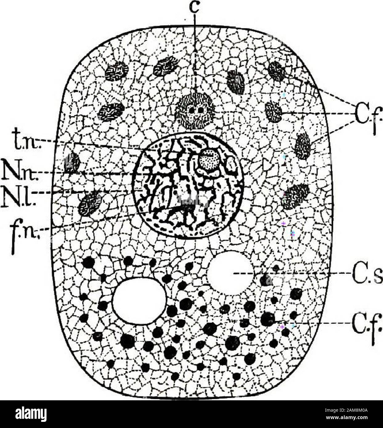 Elementary anatomy, physiology and hygiene for higher grammar grades ...