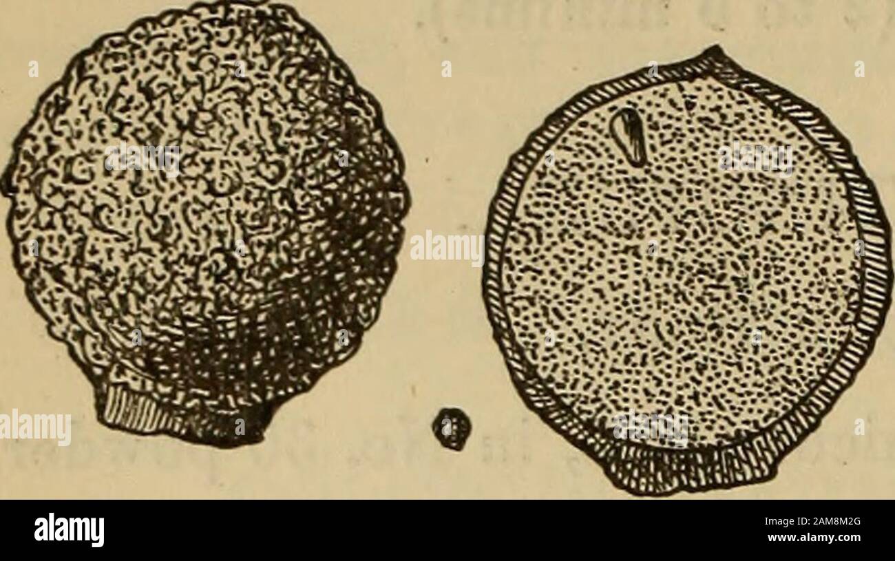 T mustard seed hi-res stock photography and images - Alamy