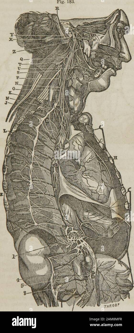 Anatomy and physiology : designed for academies and families . rnal ...