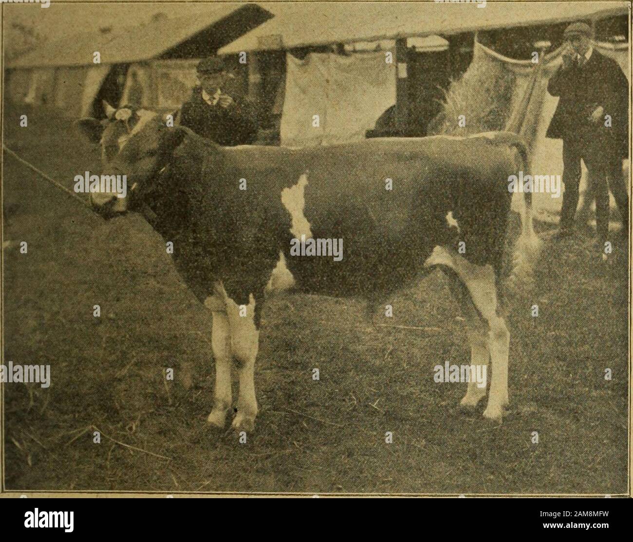 Warble fly hi-res stock photography and images - Alamy