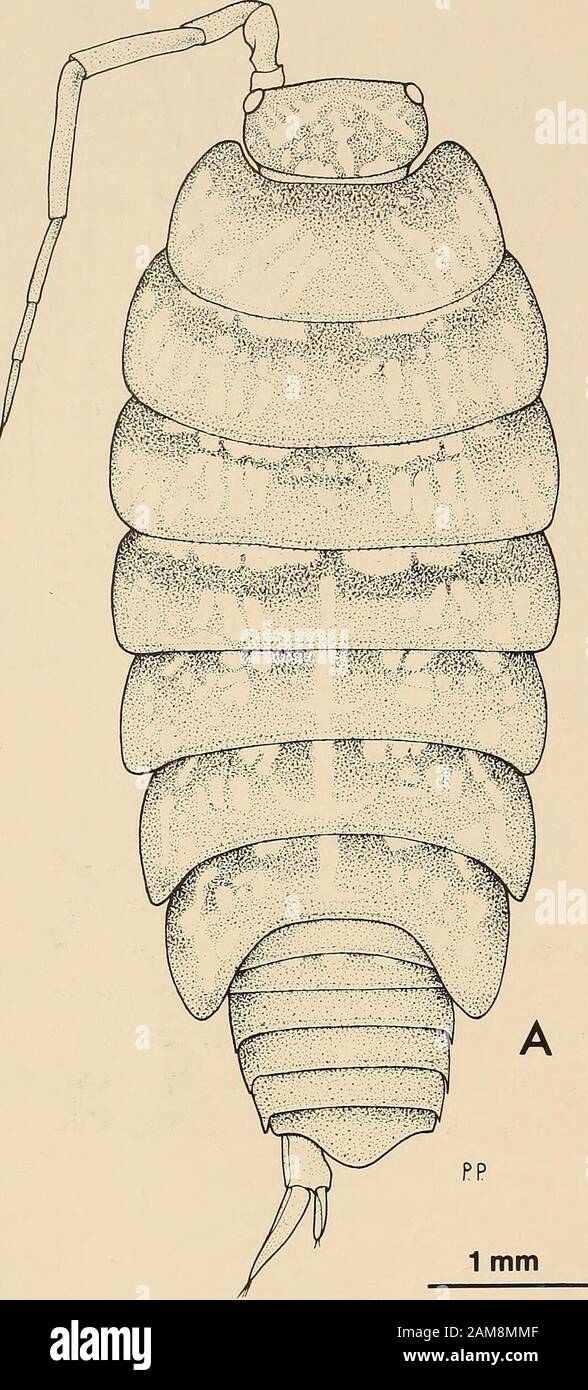 Uropod hi-res stock photography and images - Alamy