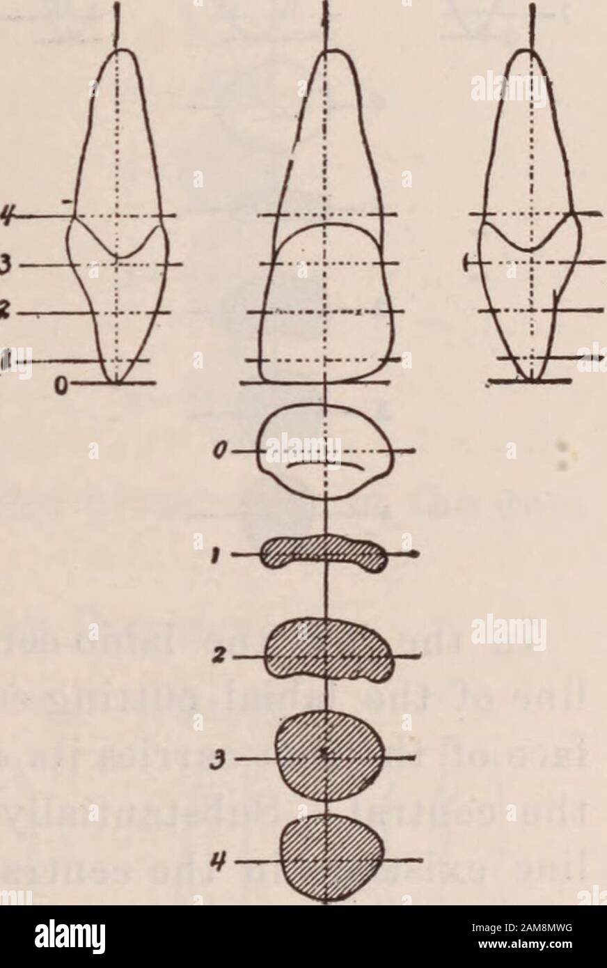 Labio vertical hi-res stock photography and images - Alamy