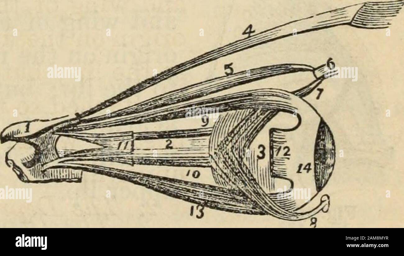 New Physiognomy : or signs of character, as manifested through ...