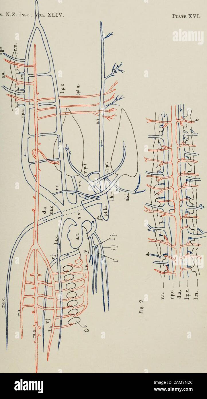 Transactions of the Royal Society of New Zealand . nt branchial tube ...