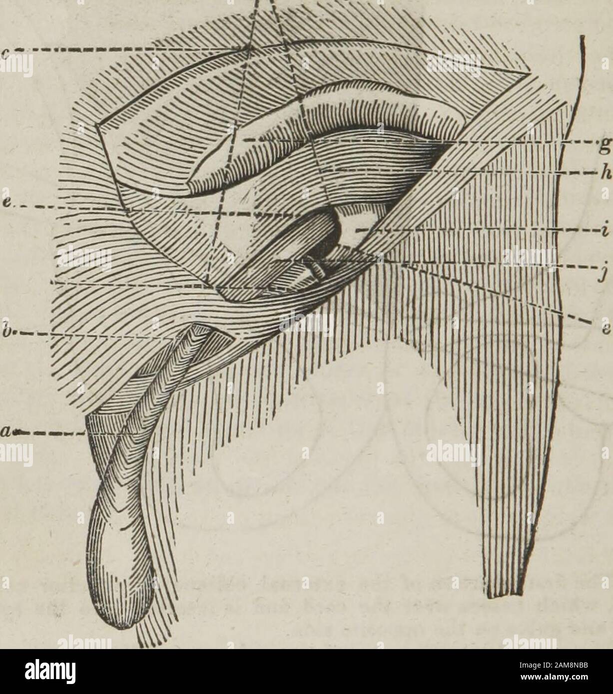 The dissector's guide, or, Student's companion : illustrated by ...