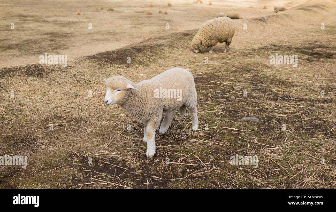 The lovely sheep is walking on the land in the farm Stock Photo - Alamy