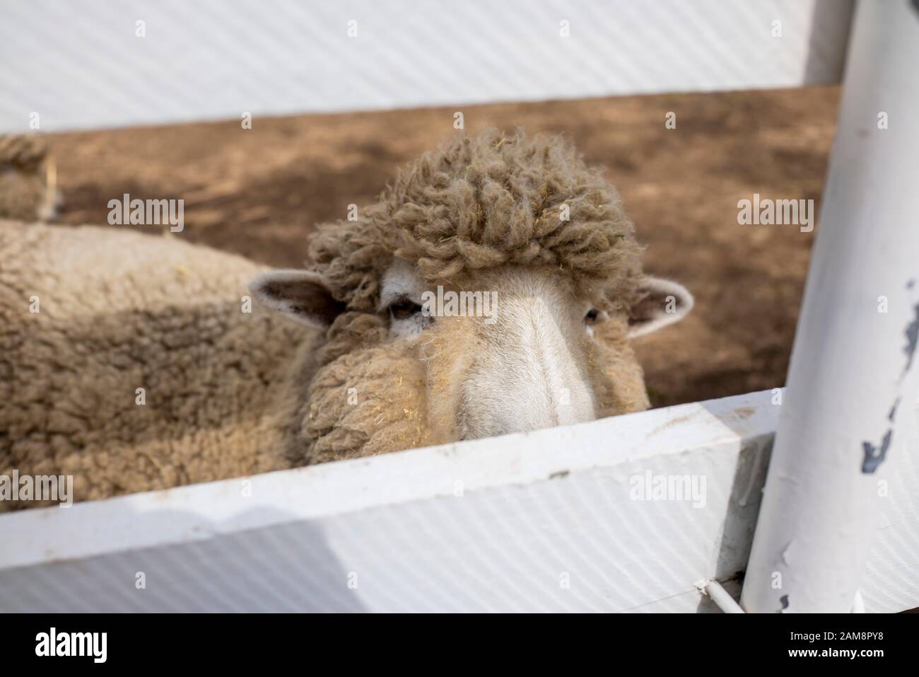 The lovely sheep is looking through the fence in the farm Stock Photo ...