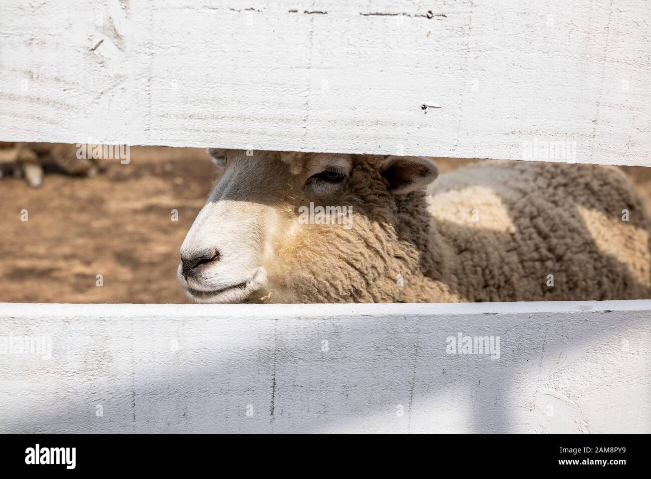 The lovely sheep is looking through the fence in the farm Stock Photo ...