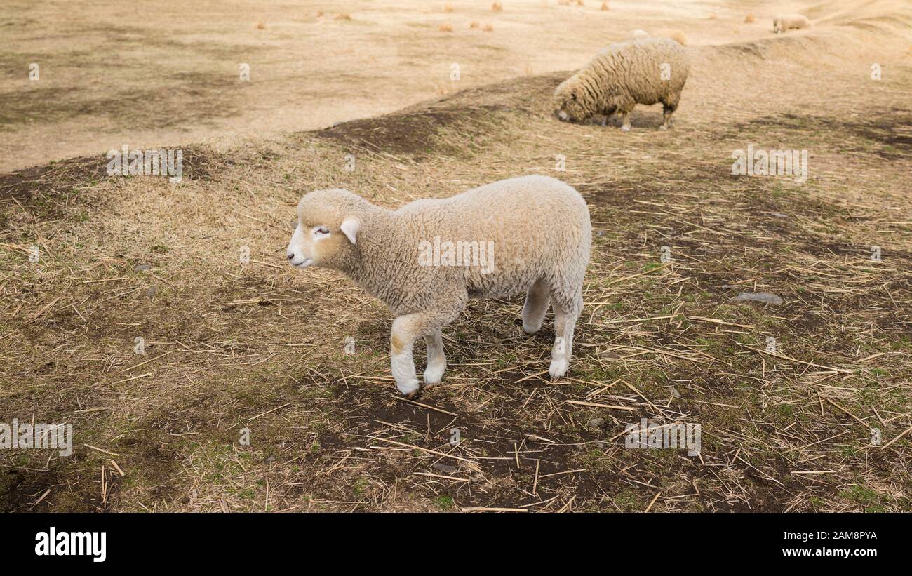 The lovely sheep is walking on the land in the farm Stock Photo - Alamy