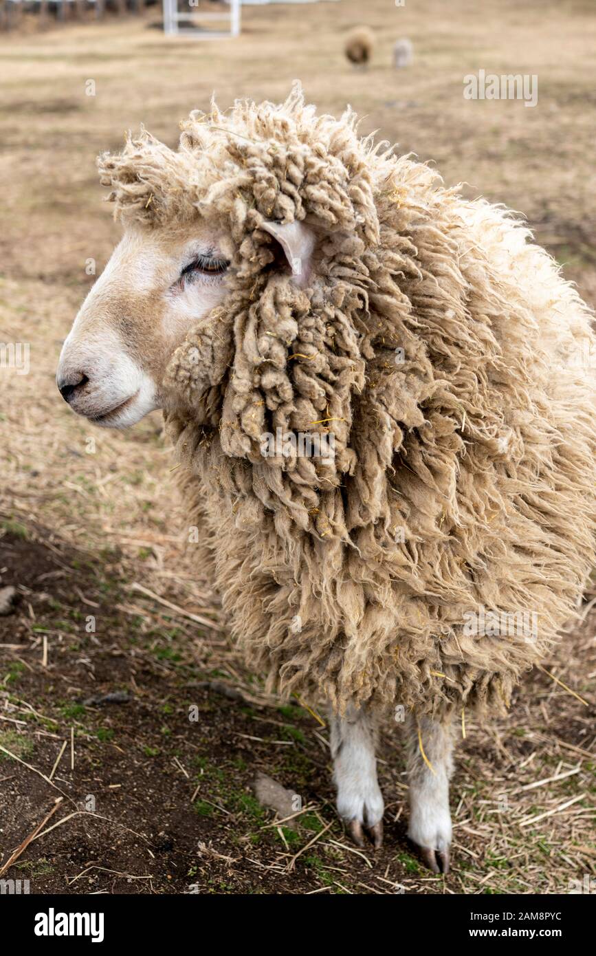 The lovely sheep is standing on the land in the farm Stock Photo - Alamy