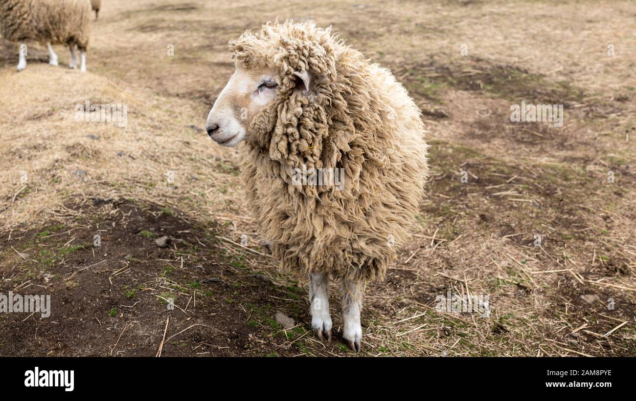 The lovely sheep is standing on the land in the farm Stock Photo - Alamy