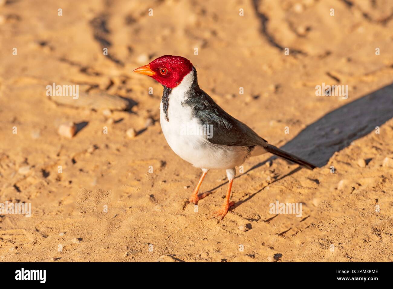Red Crested Cardinal in the Pantanal in Brazil Stock Photo - Alamy