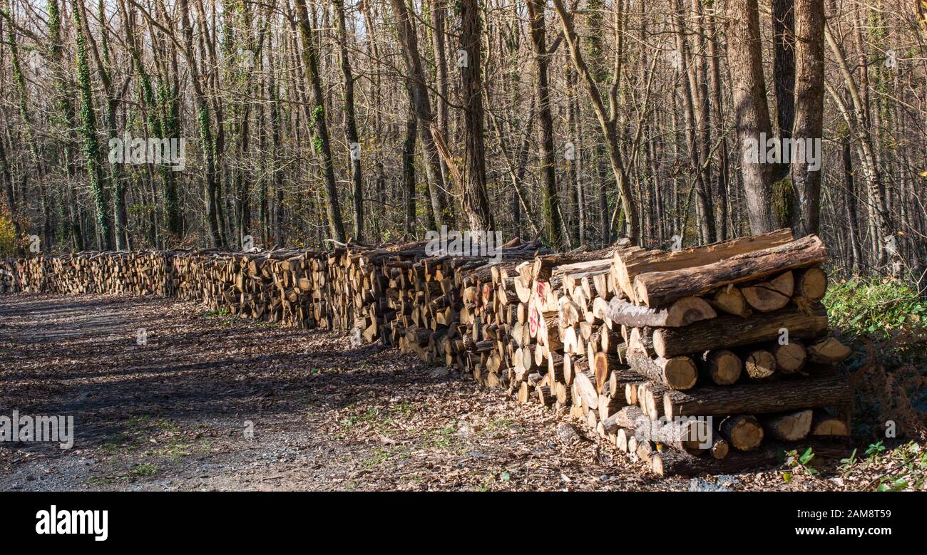 Stack of tree trunks piled up wood logs in forest Stock Photo - Alamy