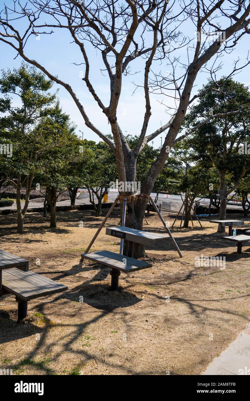 Jeju, Korea, 8th, March, 2019. The outdoor rest area in Osulloc Tea ...