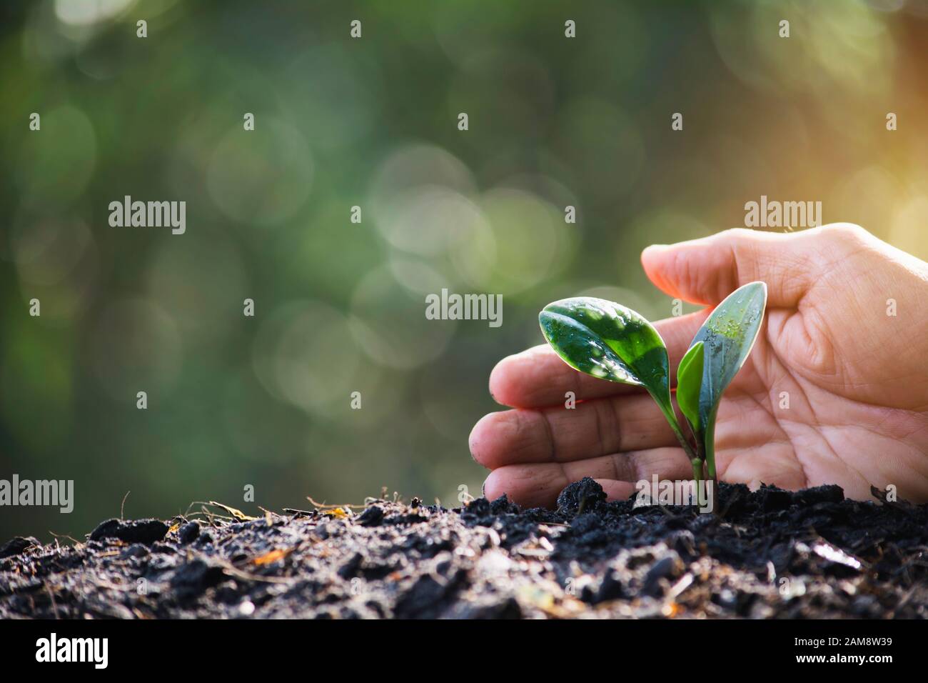 Hand protecting a green young plant with growing in the soil on blurred ...