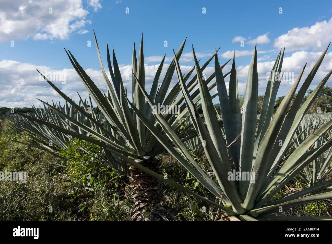 Agave Fiber High Resolution Stock Photography and Images - Alamy