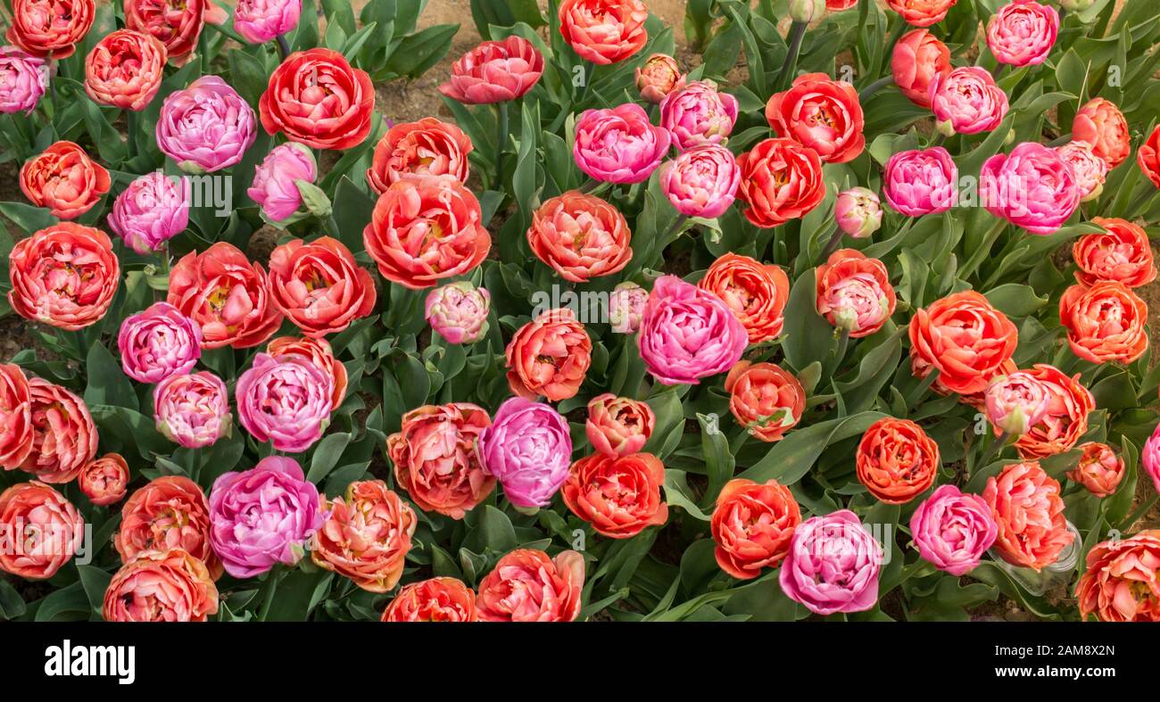 Colorful tulip flowers bloom in the spring garden Stock Photo - Alamy