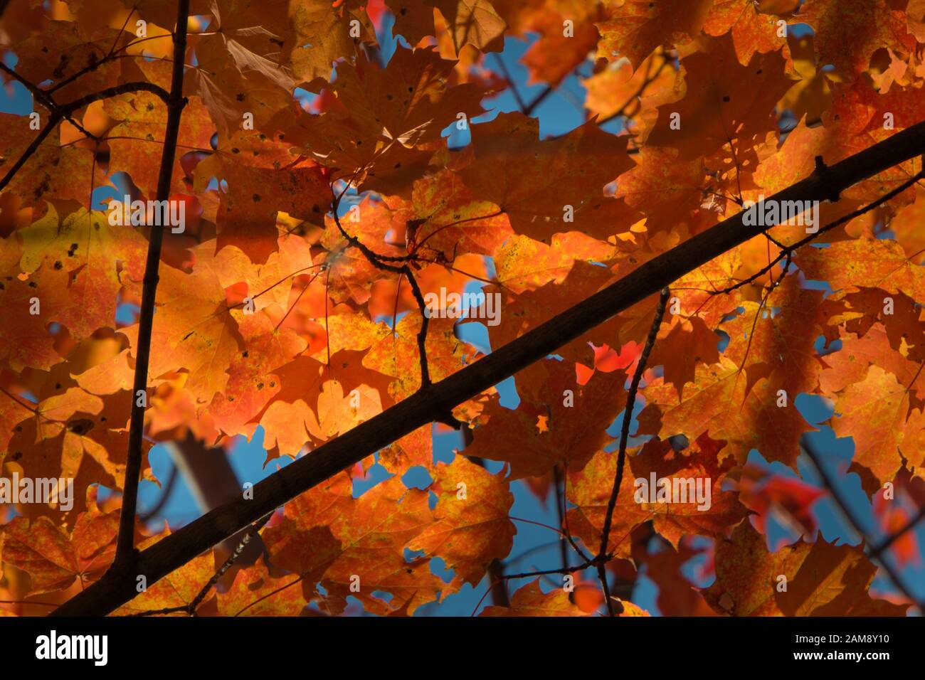 Beautiful fall colours in Mont Tremblant, Quebec, Canada Stock Photo ...