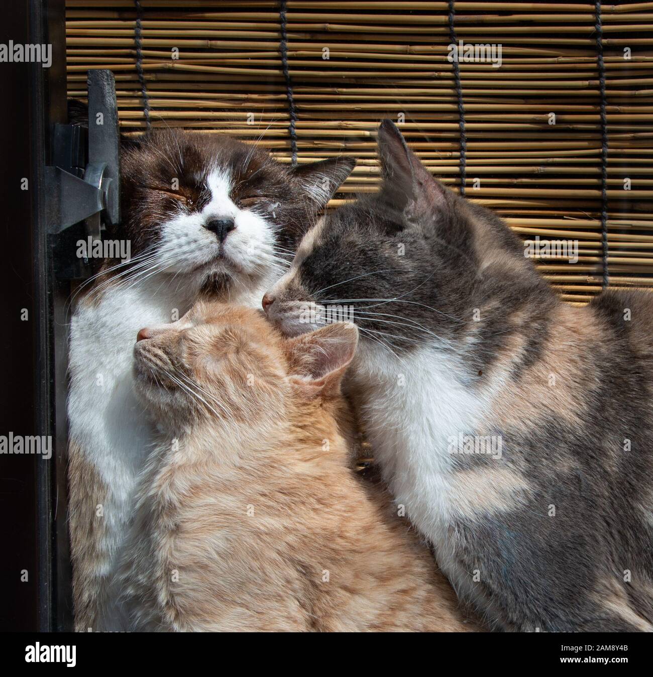 Three cats hi-res stock photography and images - Alamy