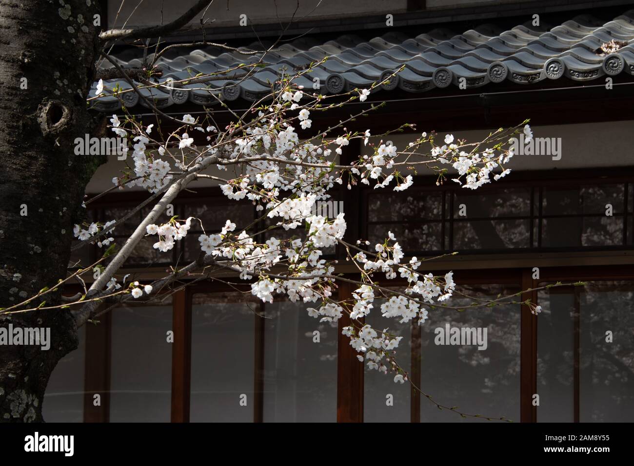 Trees reflected in glass windows hi-res stock photography and images ...