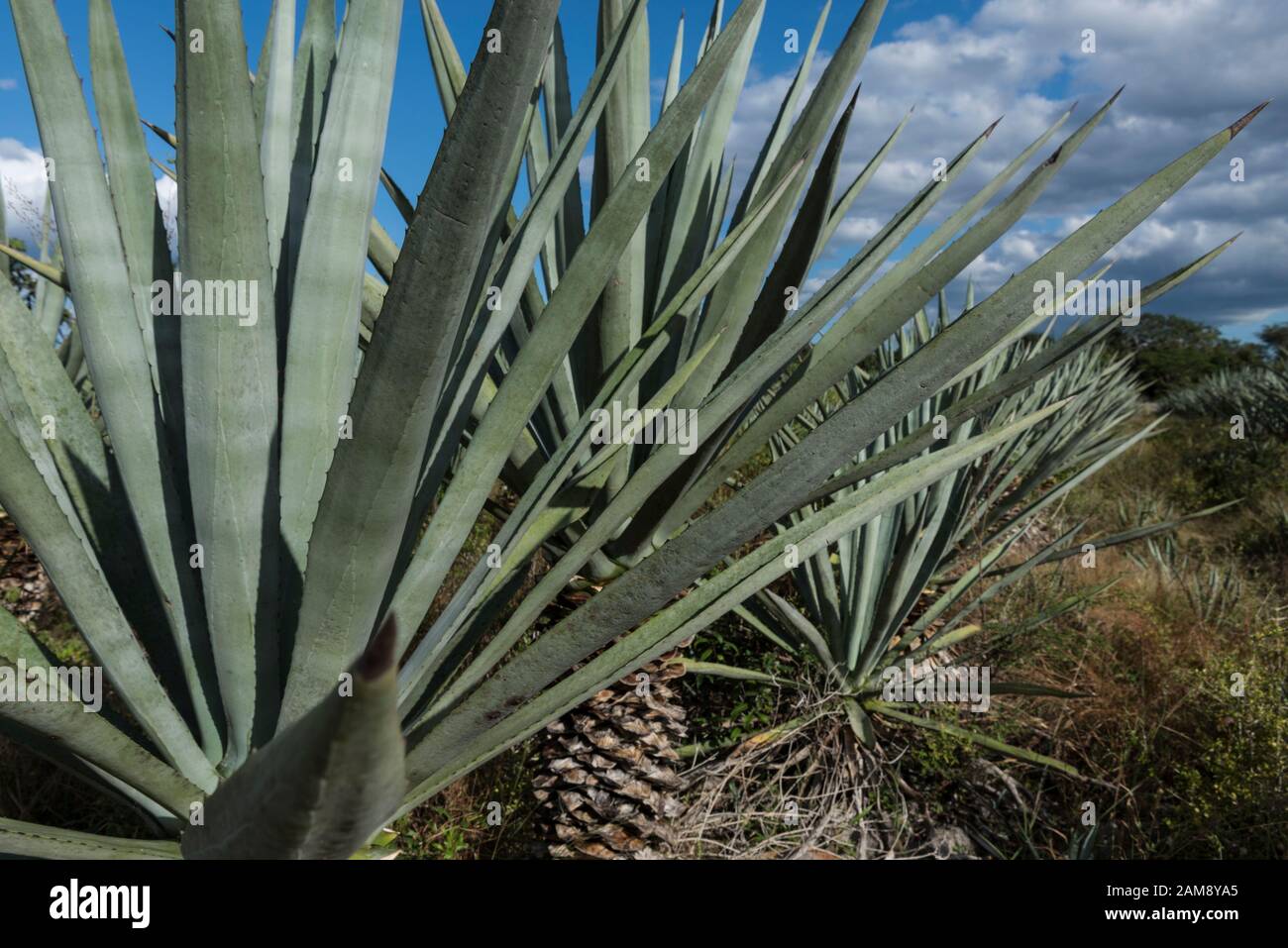 Agave Fiber High Resolution Stock Photography and Images - Alamy