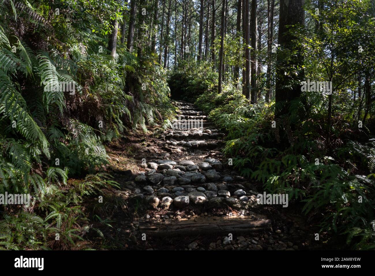 Stone steps winding through the forest on Kumano Kodo trail. Kumano ...