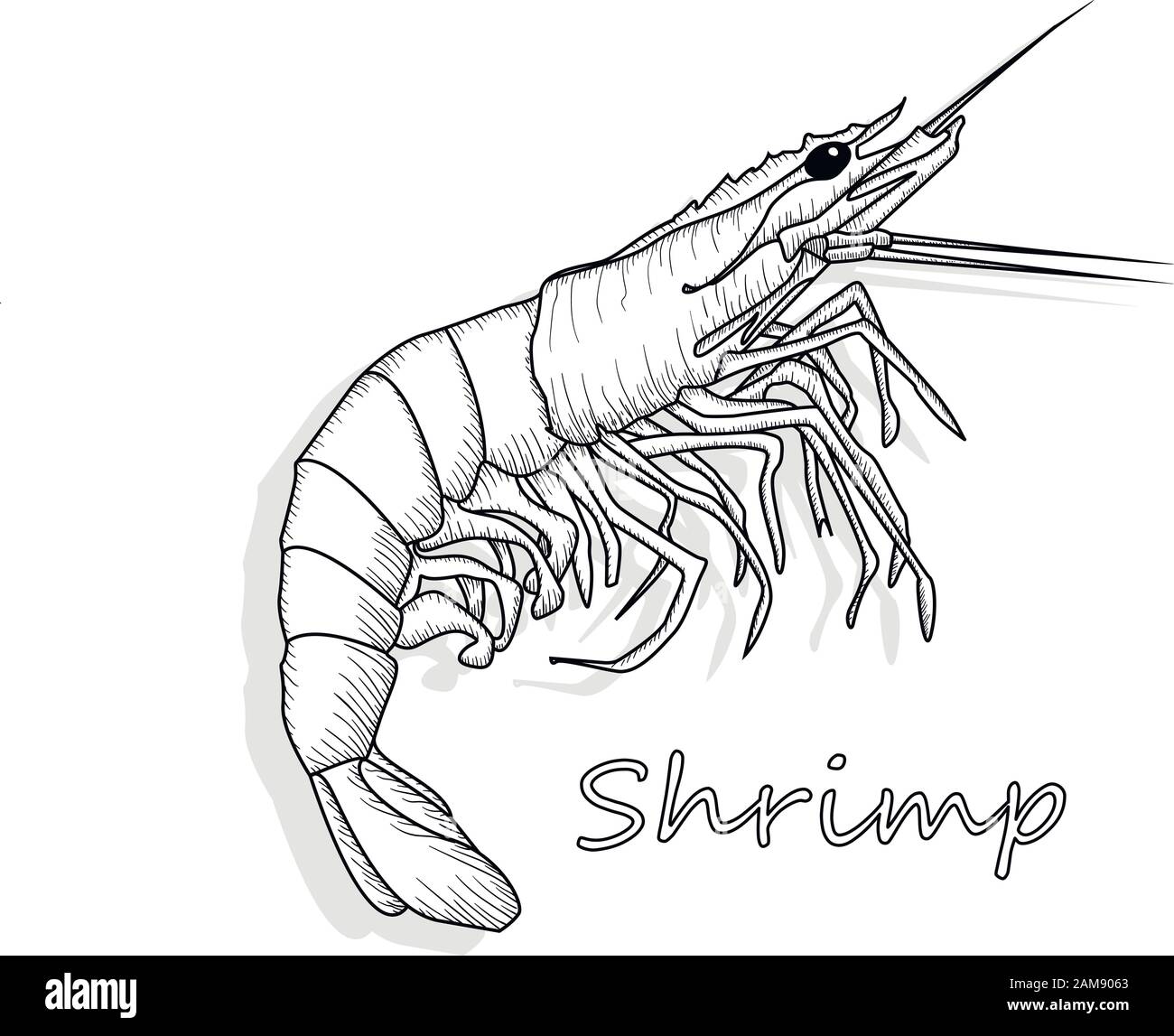 Cooked prawn or tiger shrimp vector illustration monochrome isolated on ...