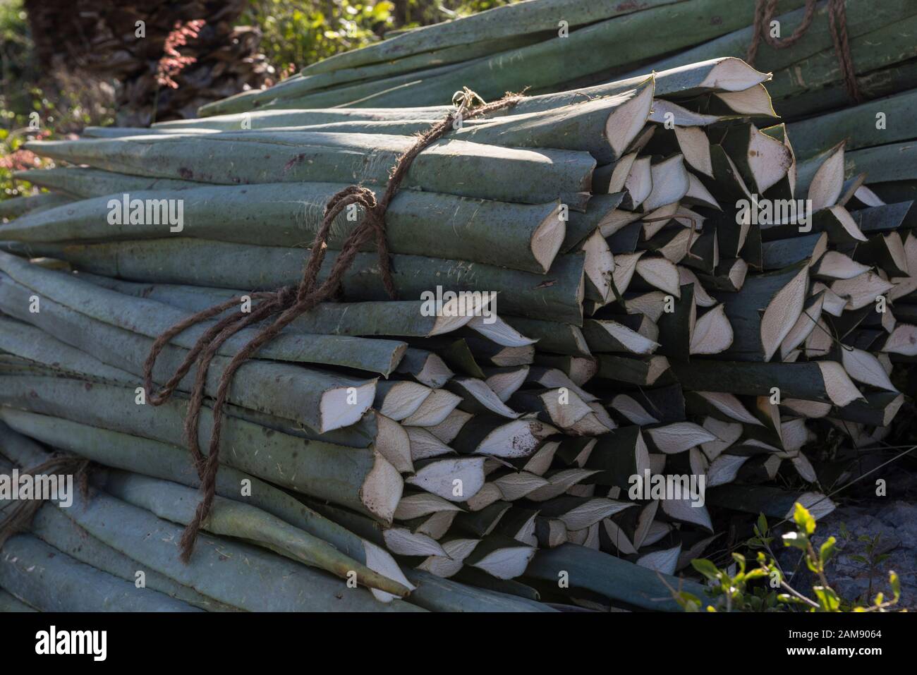 Agave Fiber High Resolution Stock Photography and Images - Alamy