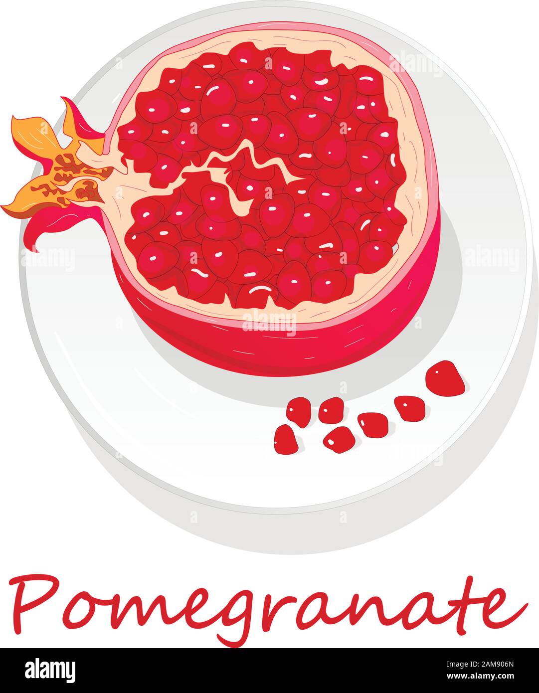 Pomegranate hand drown vector illustration isolated on white background ...
