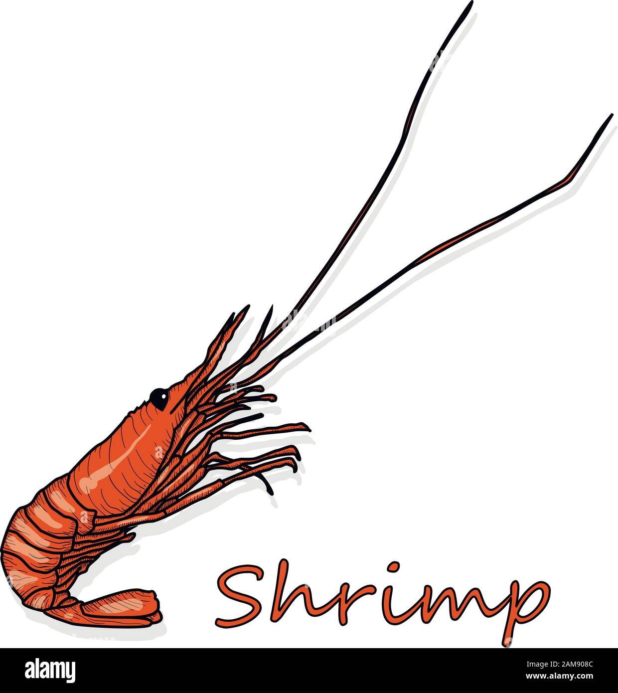 Cooked prawn or tiger shrimp vector illustration isolated on white ...