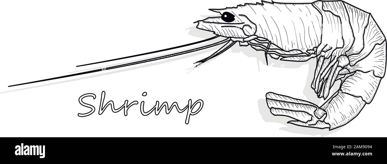 Asian Tiger Shrimp Drawing