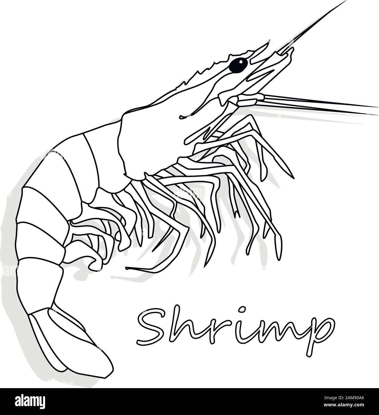 Cooked Shrimp Vector