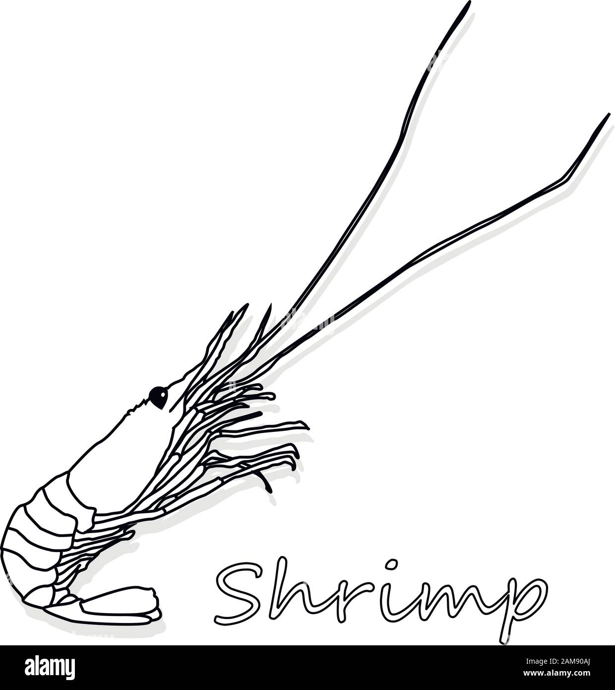 Cooked prawn or tiger shrimp vector illustration monochrome isolated on ...