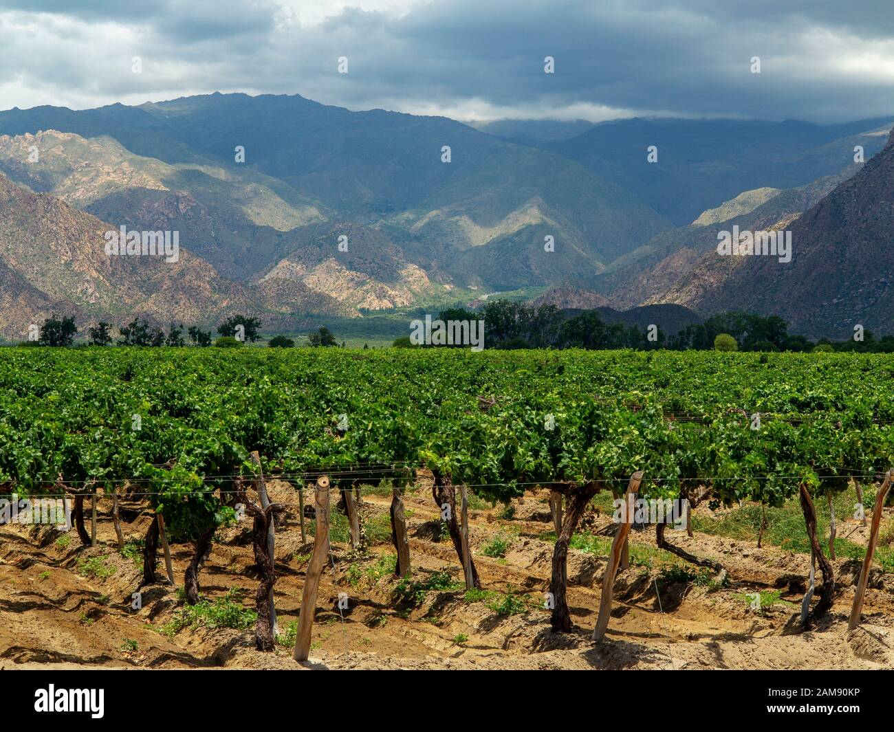 Winery farm hi-res stock photography and images - Alamy