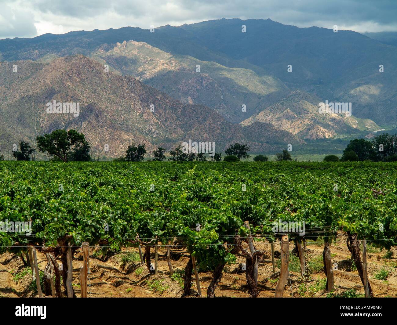 Winery farm hi-res stock photography and images - Alamy