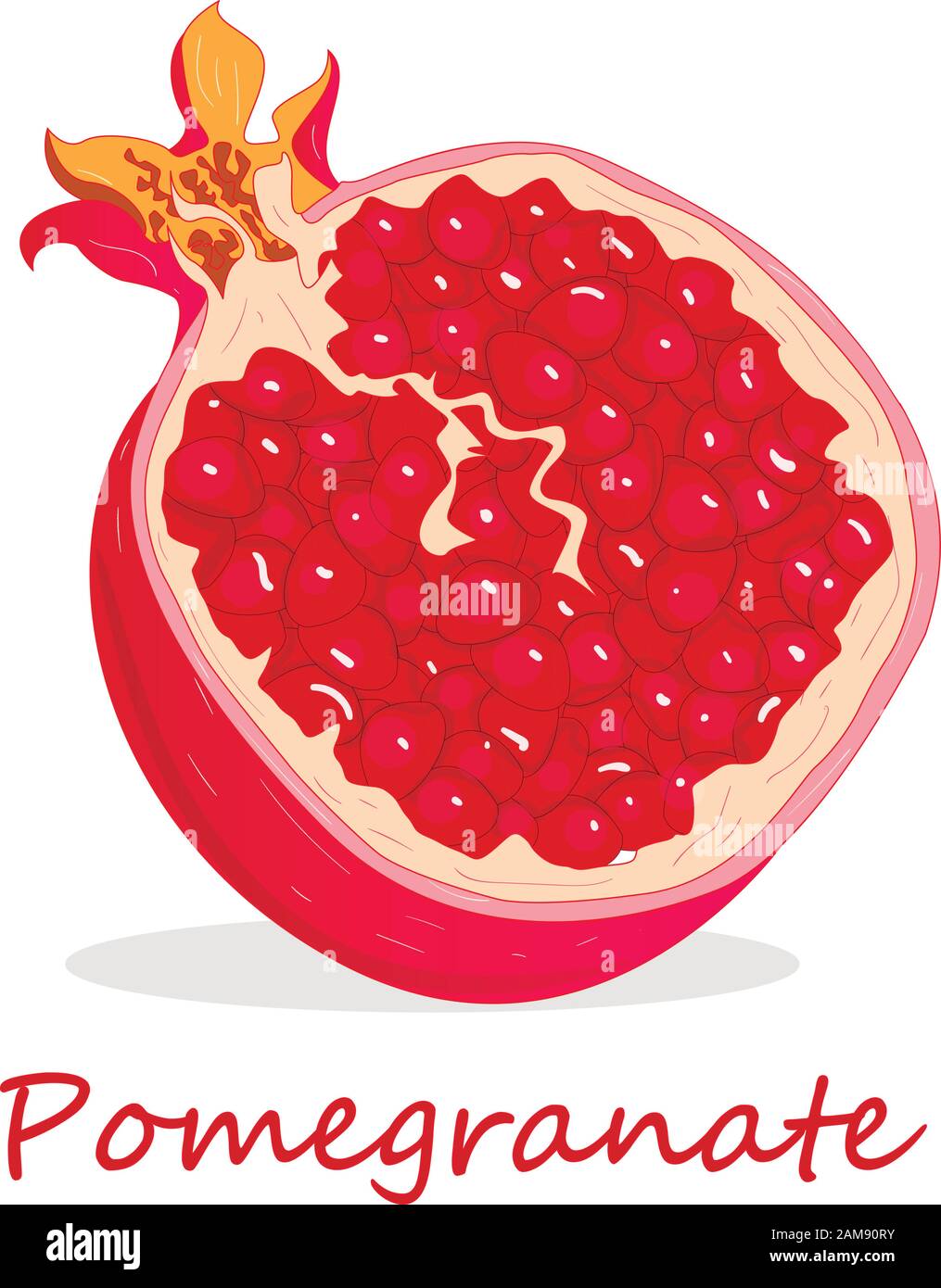 Pomegranate hand drown vector illustration isolated on white background ...