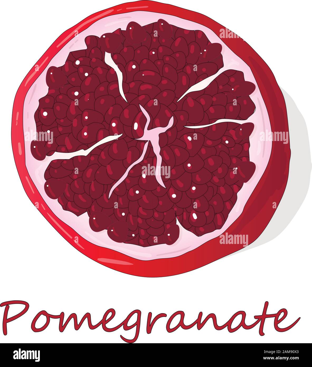 Pomegranate hand drown vector illustration isolated on white background ...