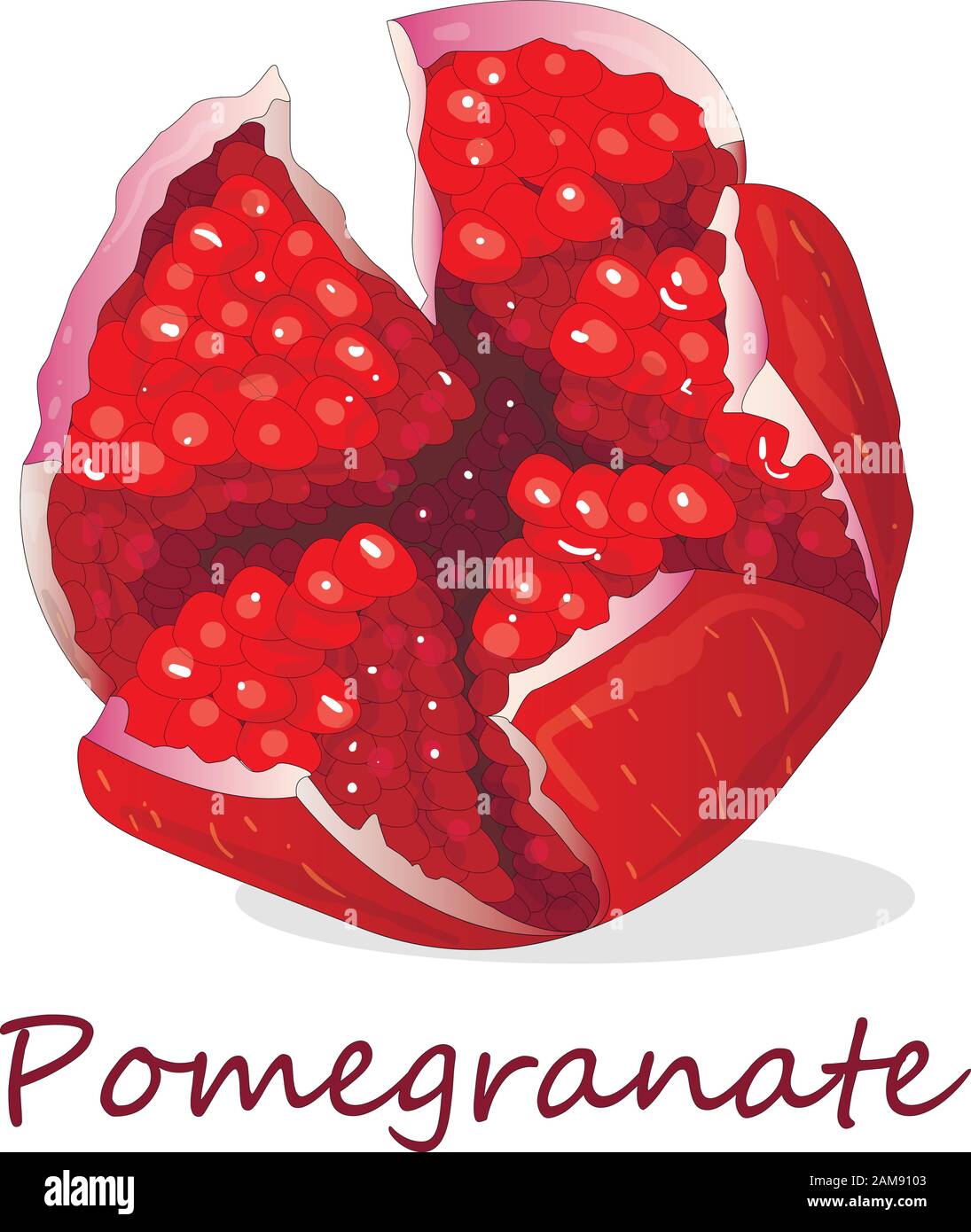 Pomegranate hand drown vector illustration isolated on white background ...