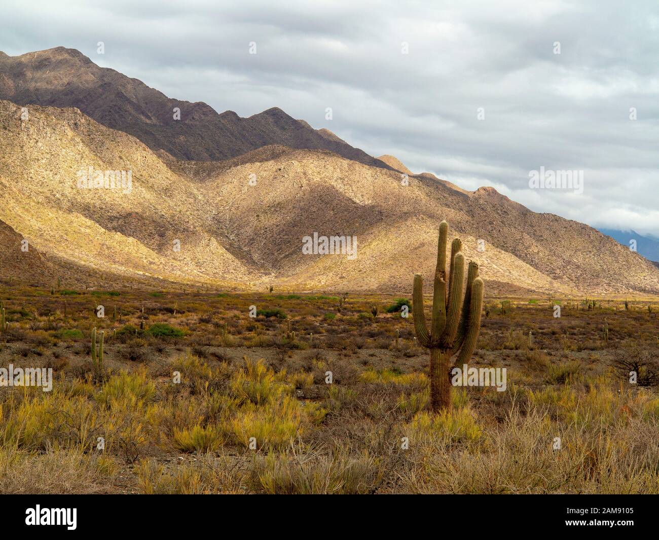 Cactus flourishing right by the Ruta 40 road on the Cafayate-Cachi ...
