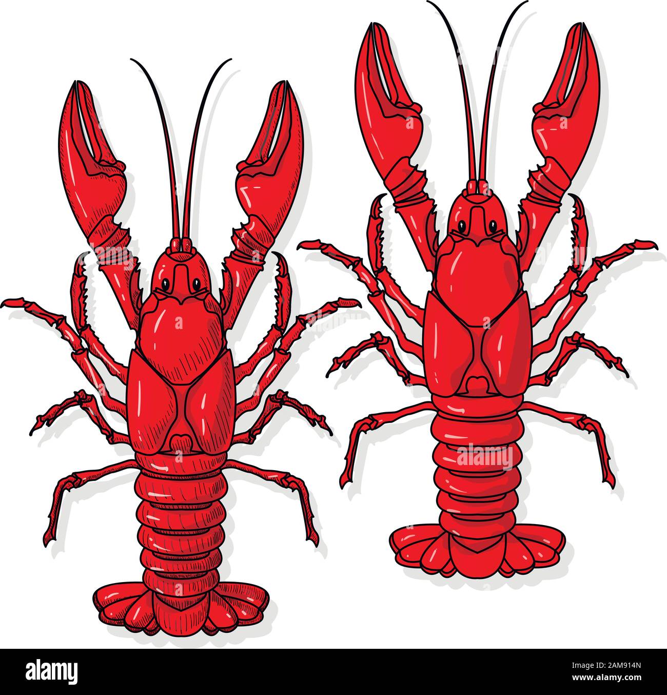 Crayfish vector illustration on a white background Stock Vector Image ...