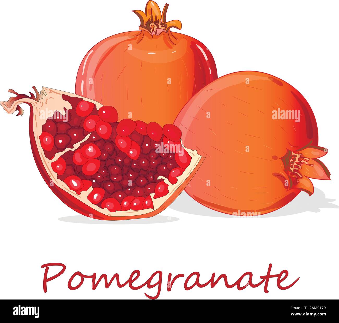 Pomegranate hand drown vector illustration isolated on white background ...