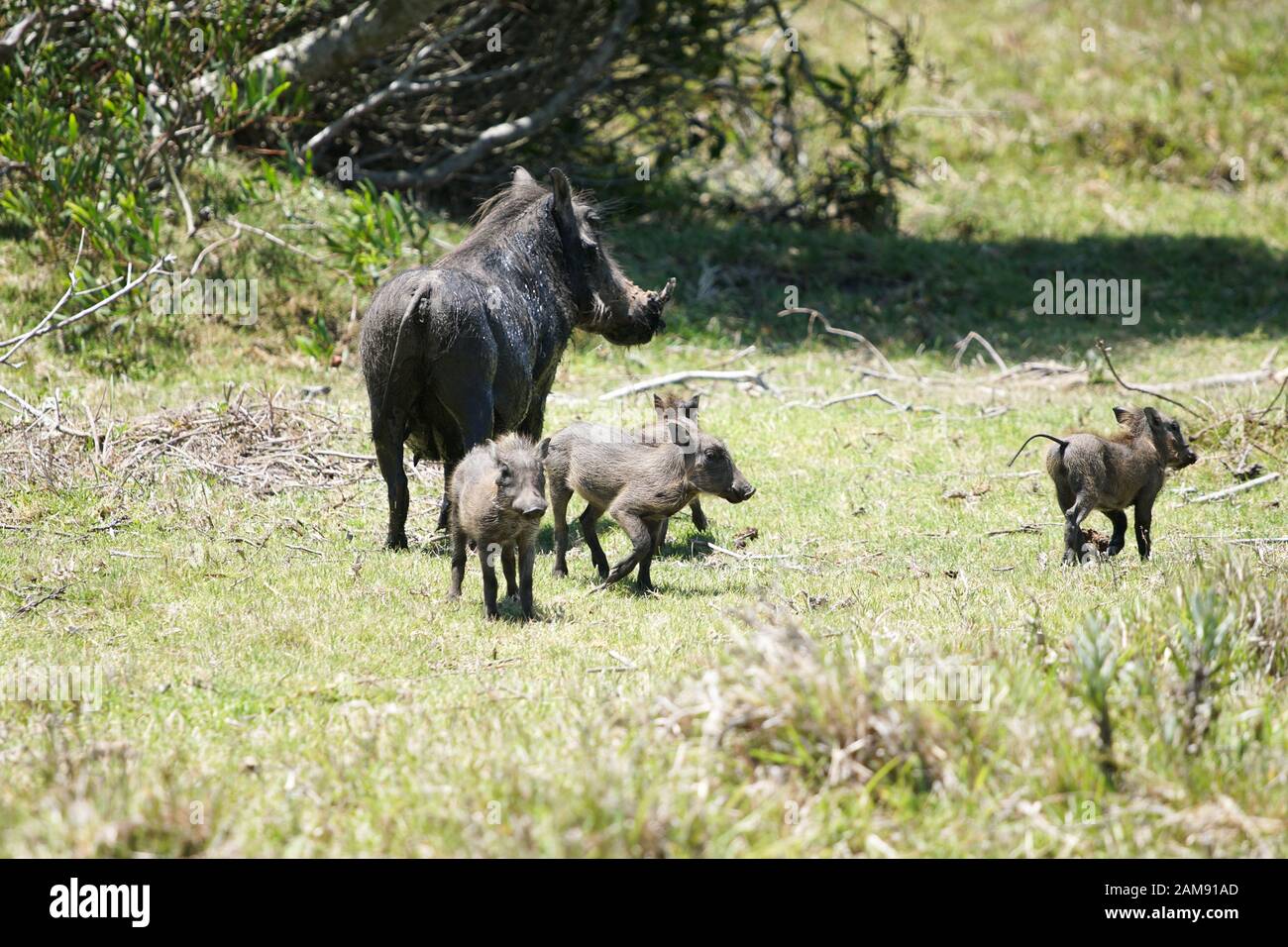 Warthogs walking hi-res stock photography and images - Alamy